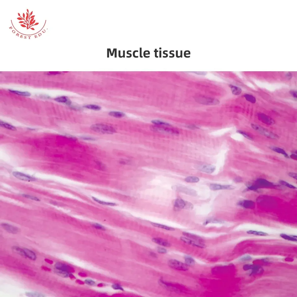 Human Histological Slides for University Connective Tissue Teaching