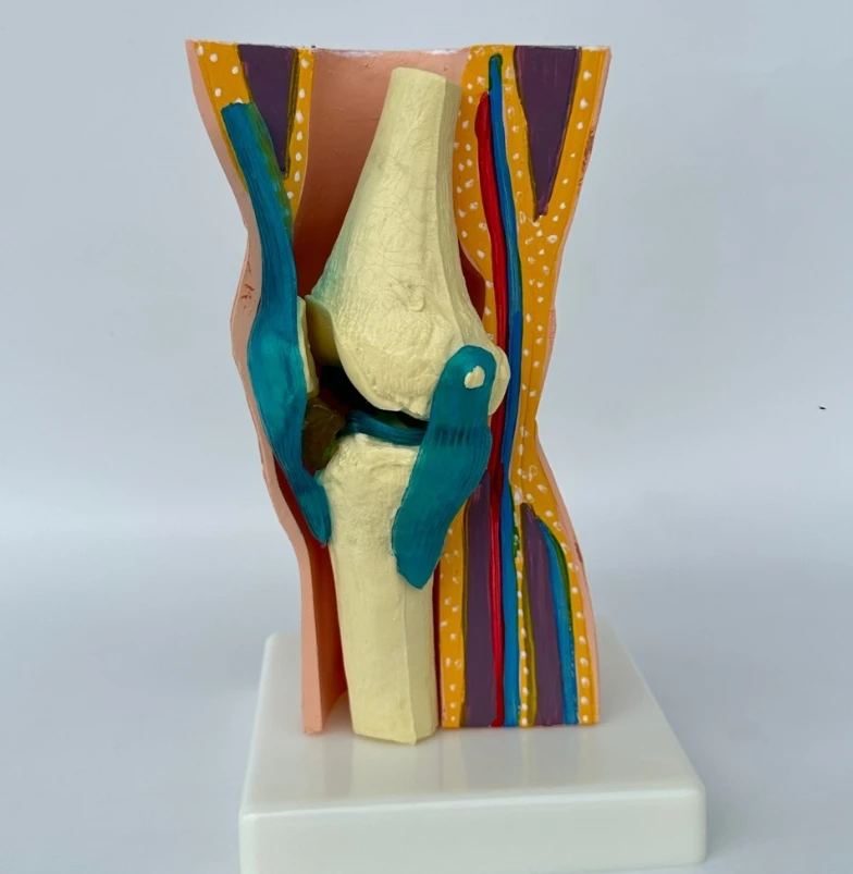Medical Teaching Model Human Knee Joint PVC Knee Joint with Blue ...