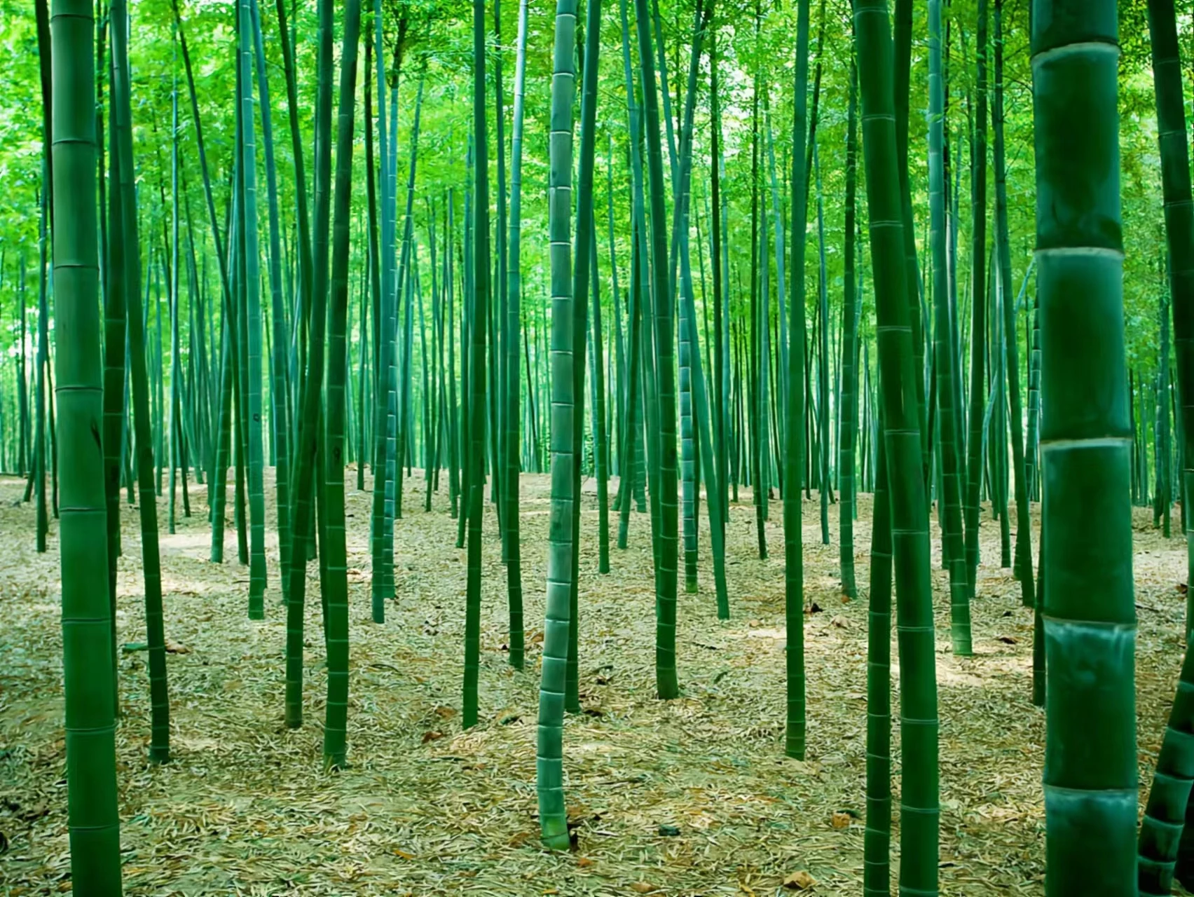 Double Roller Wood Peeling Machine Eucalyptus Pine Tree Peeling ...