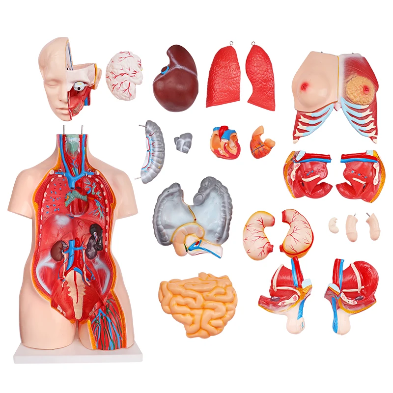 Medical Science Anatomical Model Torso Model 85cm Human Torso Model 17 ...
