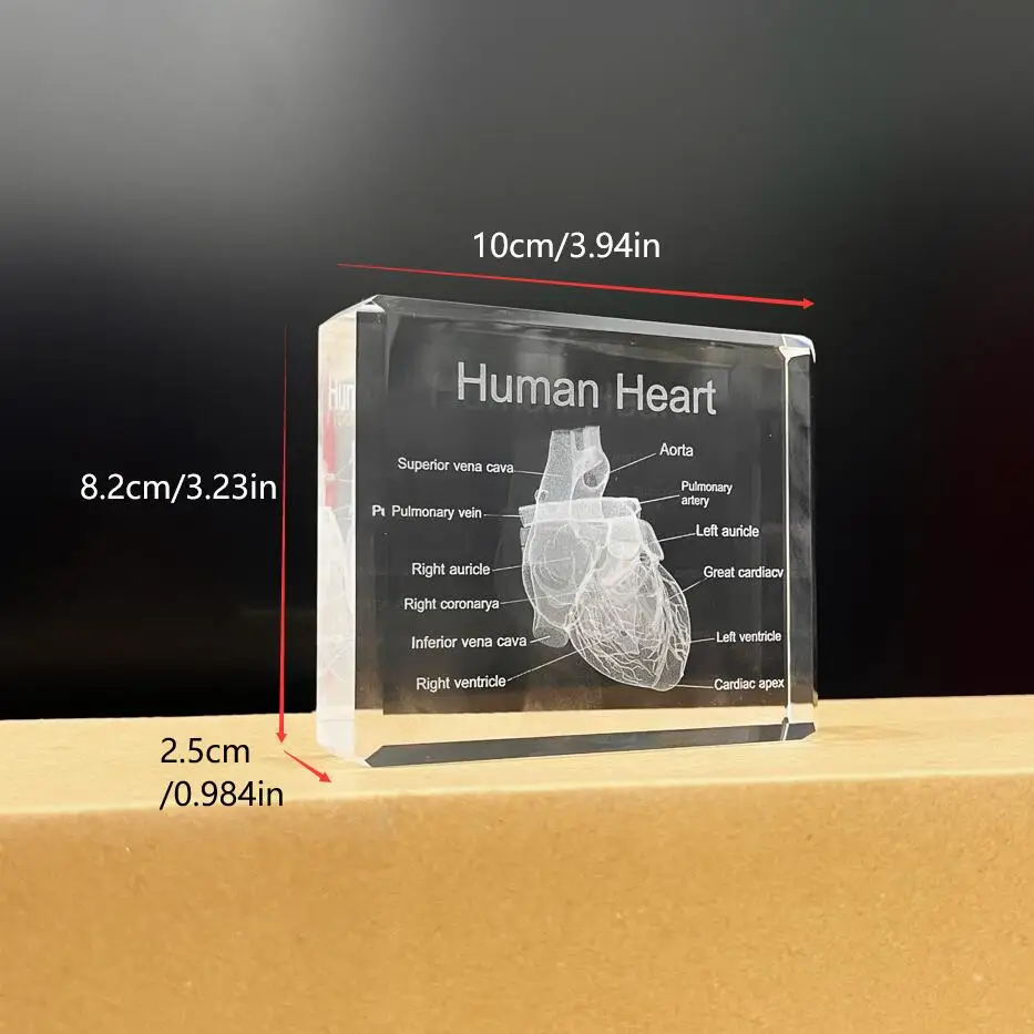K9 Crystal 3D Human Heart Crystal Model, Laser Etched Anatomical Model ...