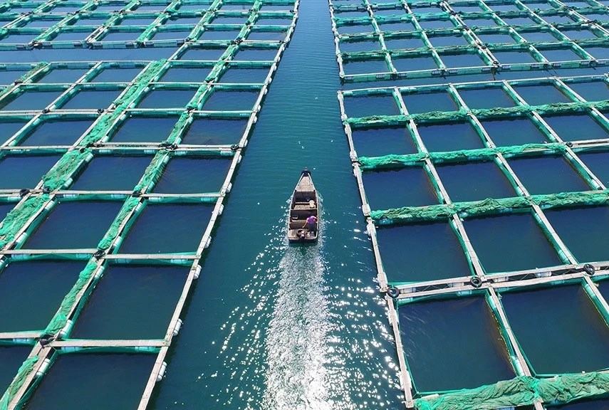 Aquaculture Fish Farming Net Cages - Durable & Efficient