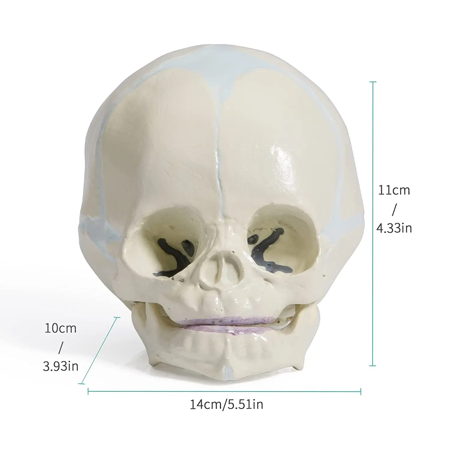 Human Fetal Skull Model - Detailed Anatomy for Medical Education