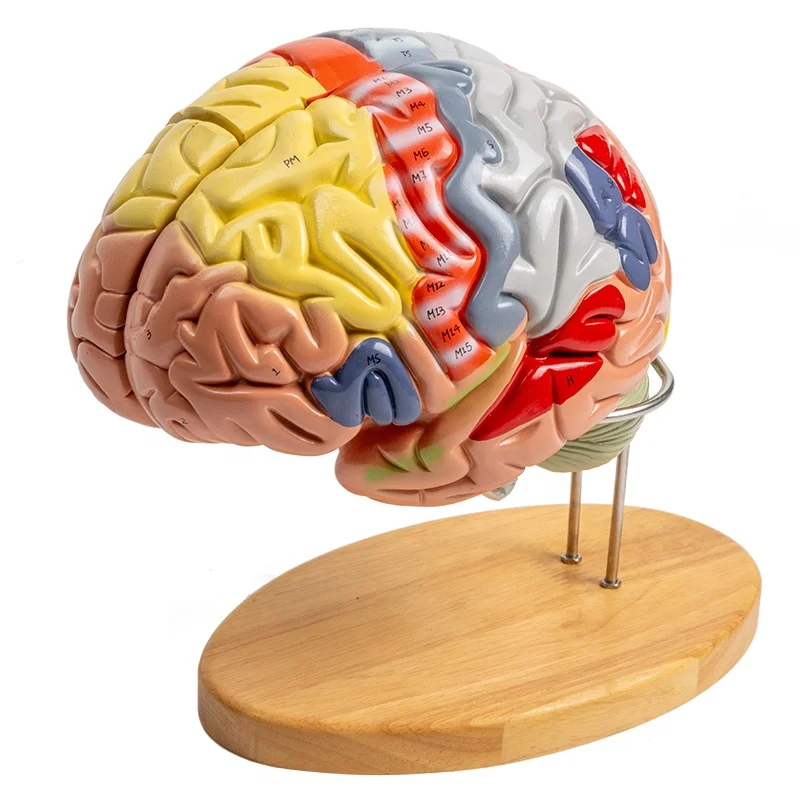 2 Times Enlarged Human Brain Anatomical Model 4 Parts Detachable Brain ...
