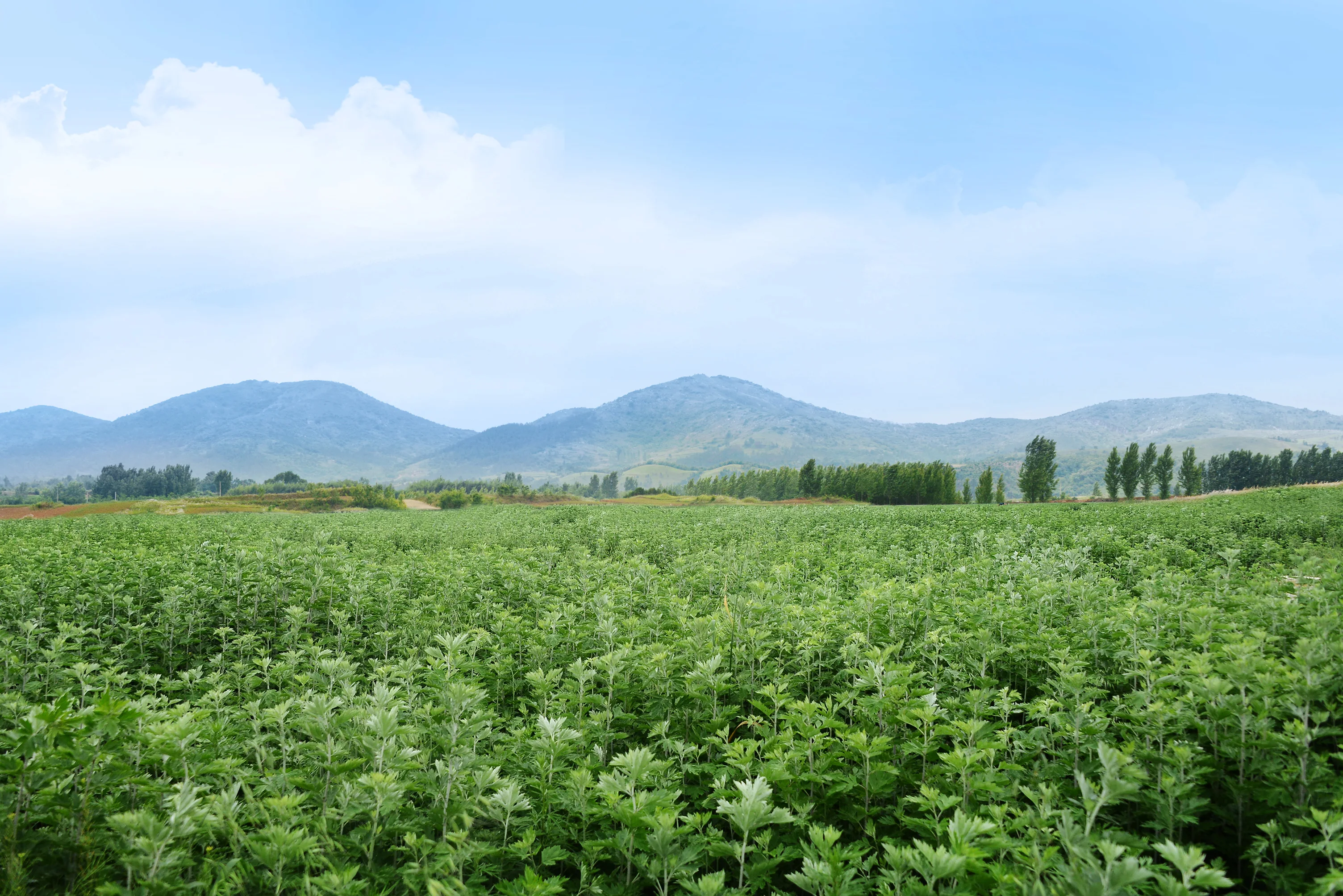 Moxa Moxibustion Warm Moxibustion Ginger Joint Shoulder and Neck Patch ...