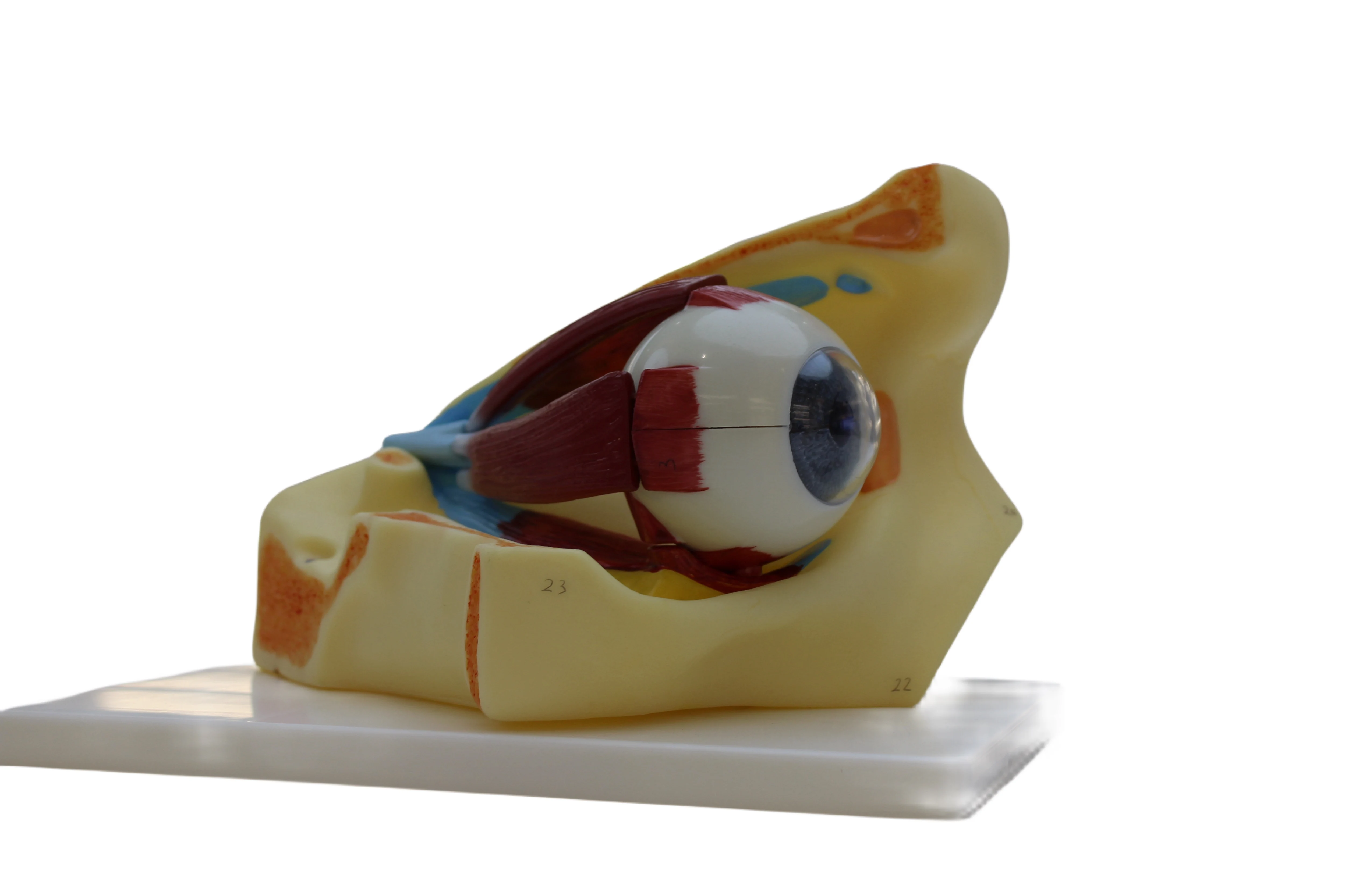 High Quality Magnified Human Eye Anatomy Biology Class Demonstration ...