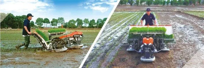 Kubota Rice Transplanter 4 Rows Walking Type Paddy Rice Seeds Planting ...