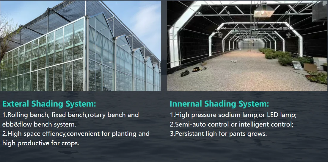 Cherry/grape/blueberry Planting Shed Plastic Greenhouse Planting High ...