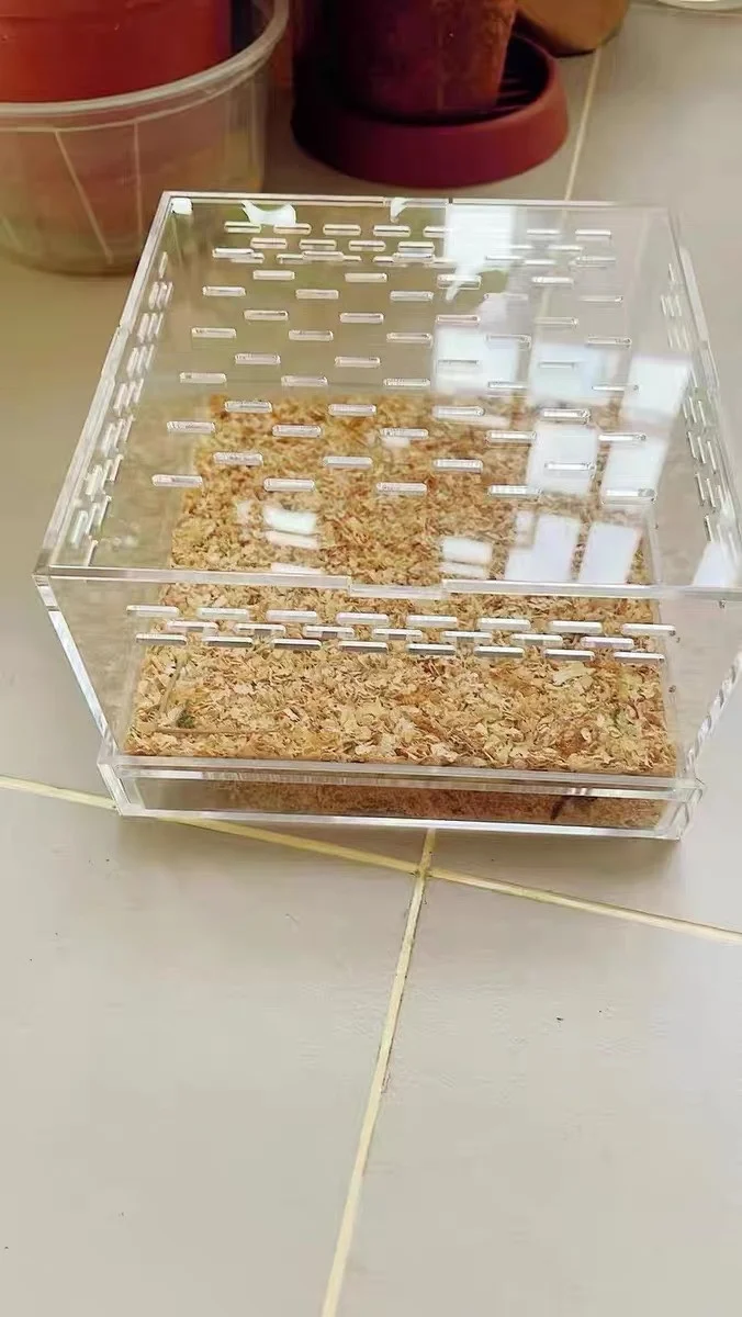 Transparent Acrylic Display Solid Pattern Insect Box Live Worm Plastic ...