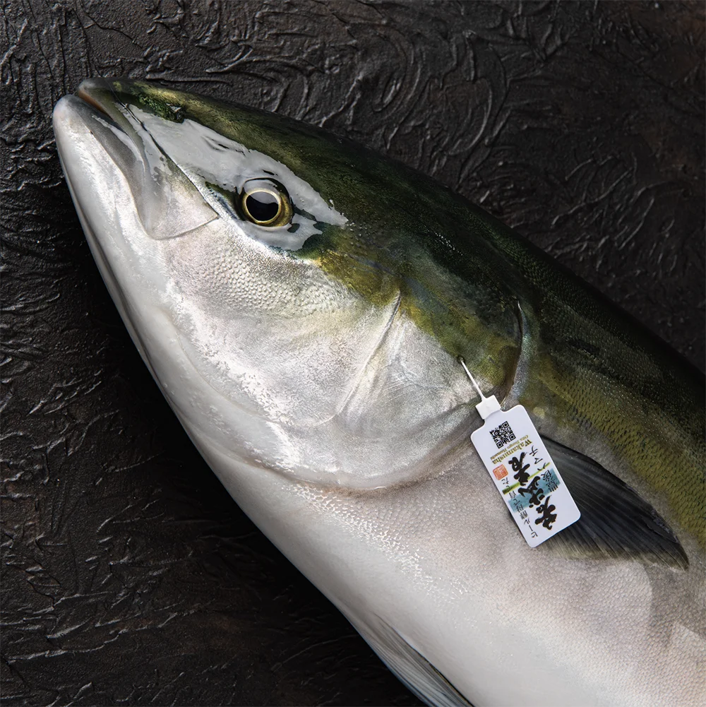 Filleting Of Fresh Yellowtail Fish Seafood Fed With Beer Yeast - Buy ...