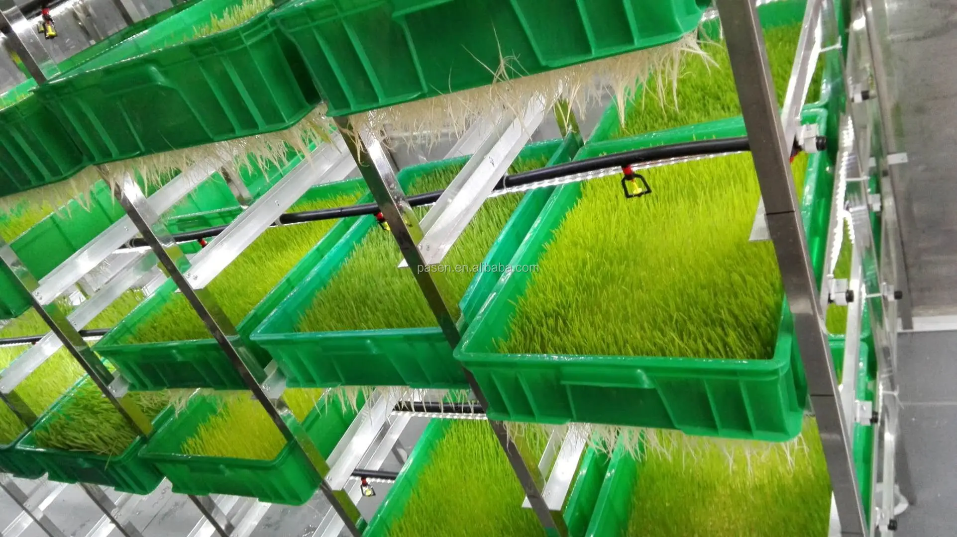 Alibaba.com: Hydroponic Fodder Tray Cattle Green Fodder Growing Machine ...