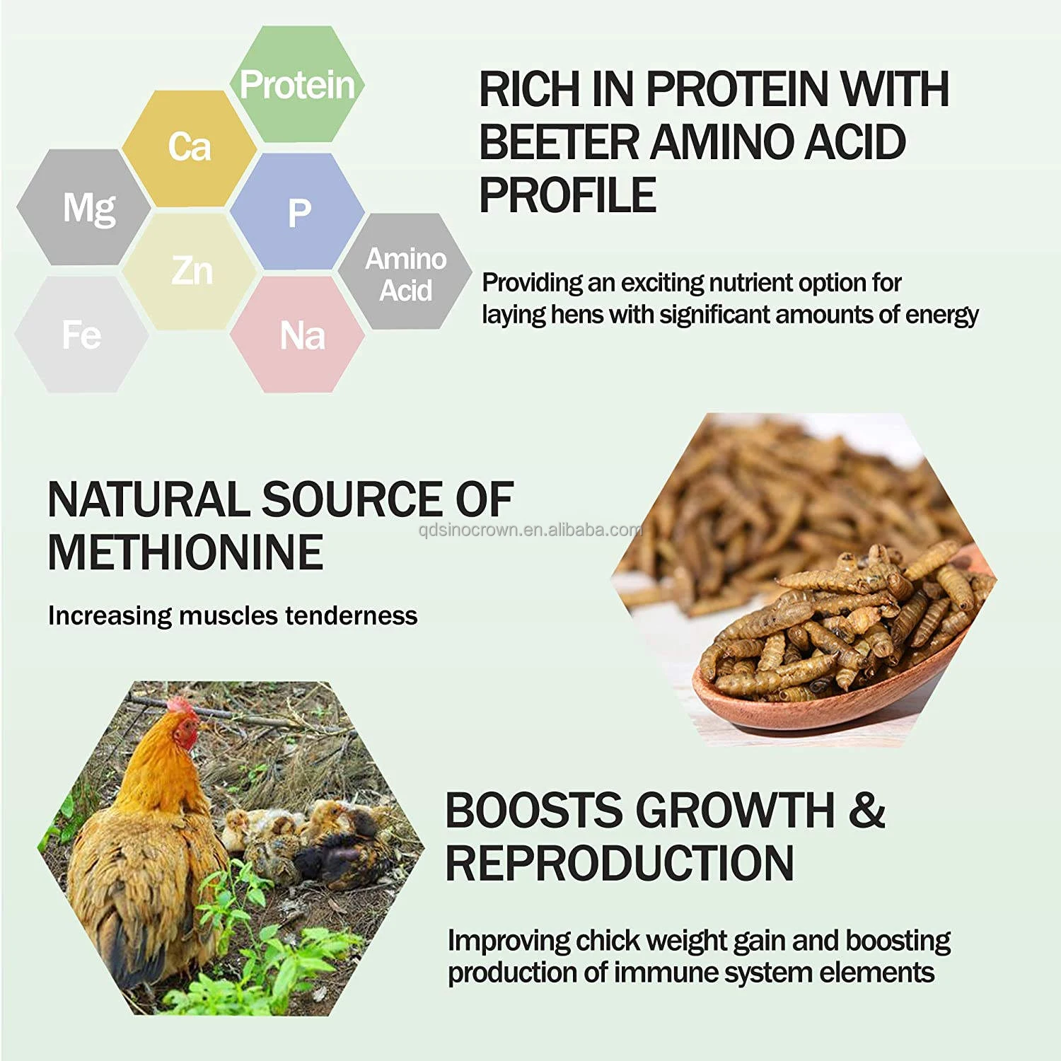 Black Soldier Fly Larvae Dried Powder Bsfl With Black Soldier Fly Net ...