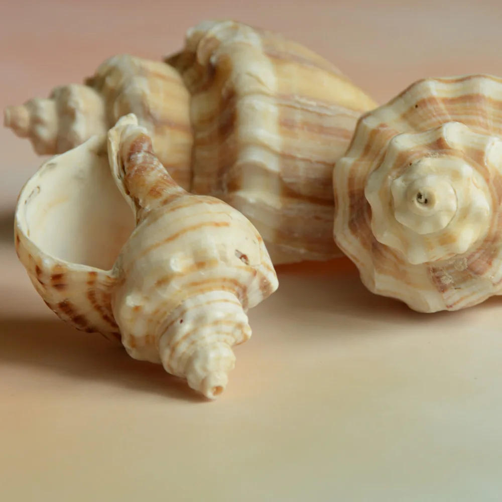 Natural Seashell Conch Shell For Sale Home Decoration And Jewelry ...