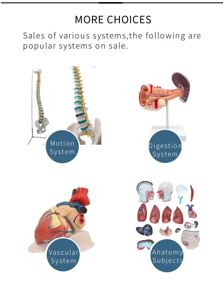 Anatomical Medical Educational Human Anatomy Torso Model 85 Pvc Human ...