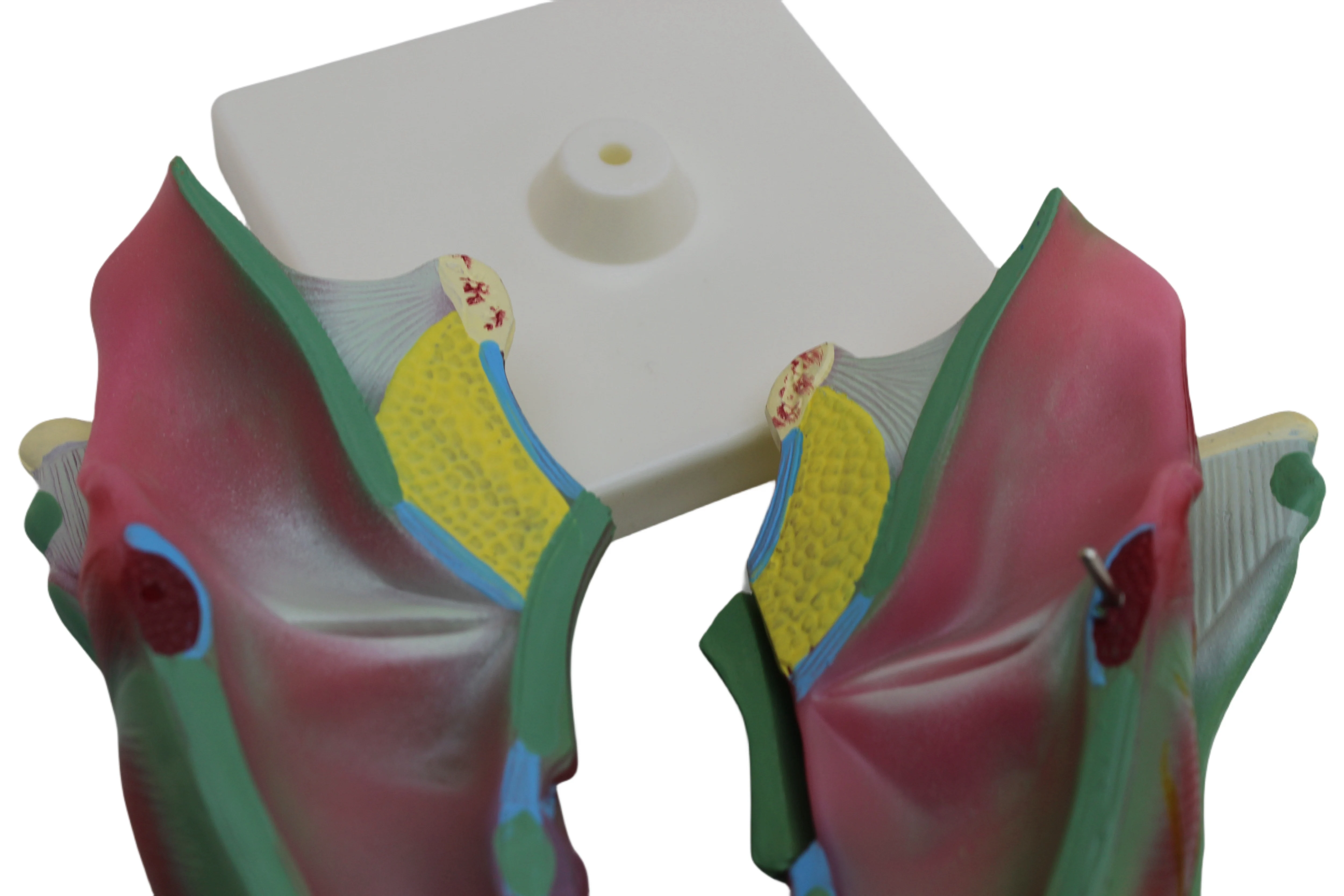 Teaching And Training Human Anatomy Of The Pvc Virtual Magnified Larynx ...
