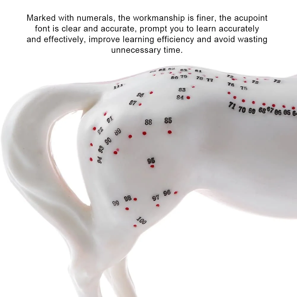 Kyrenmed Horse Acupuncture Teaching Model 114 Points Veterinary ...