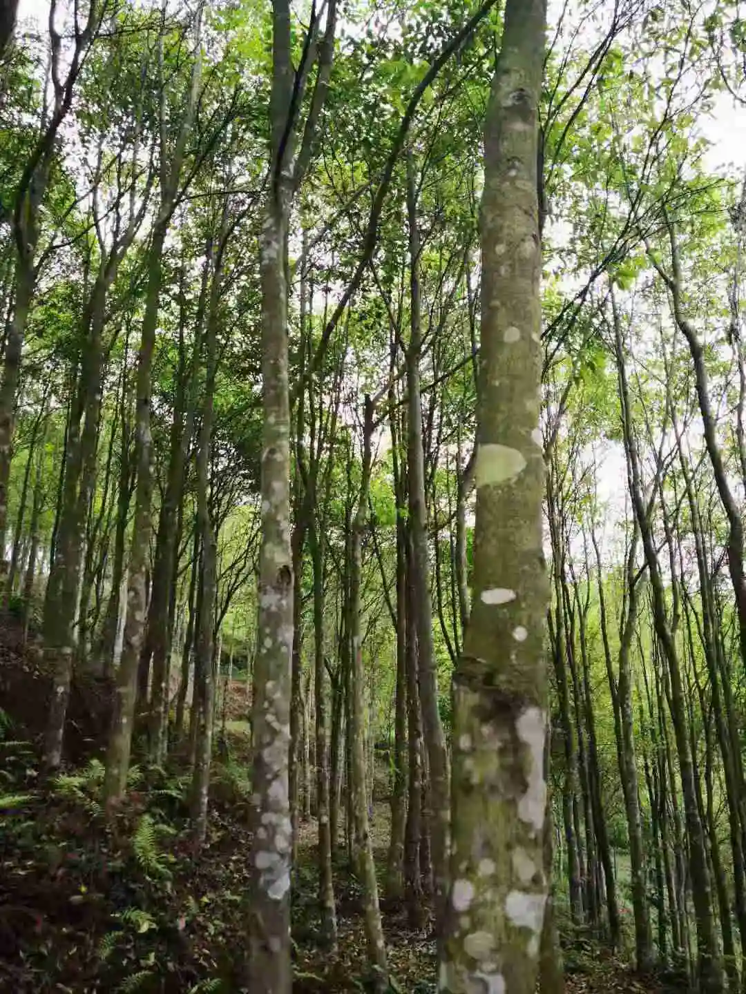 Ceylon Cinnamon C3 C4 M5 Bulk Whole Sticks Wholesale Price