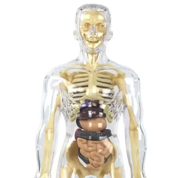 Human Body Organ Assemble Jigsaw Skeleton Anatomy Model For Teaching ...