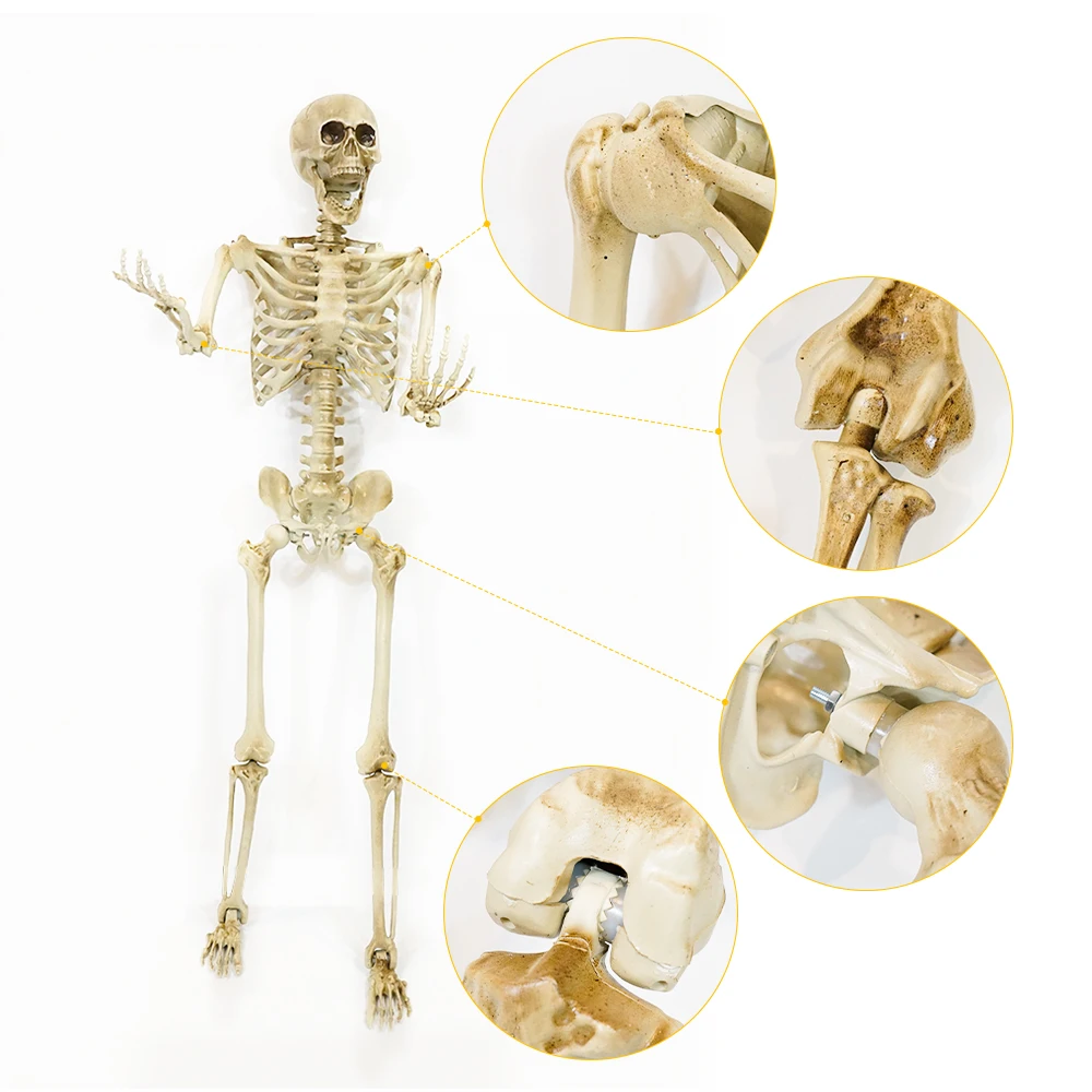 Customizable Size 165cm Realistic Plastic Skeleton Halloween-decor ...