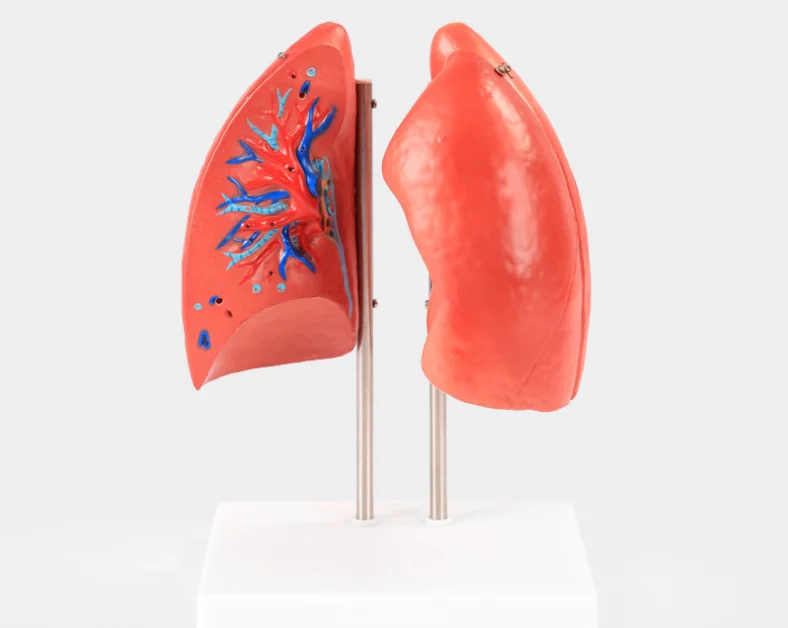 High Quality Human Lung Anatomy Model Biological Anatomical Lung Model ...