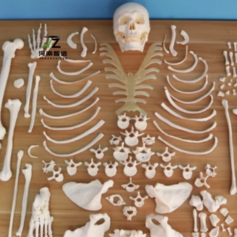 Real Body Disassembly Bonesetting Medical Model for School and Hospital ...
