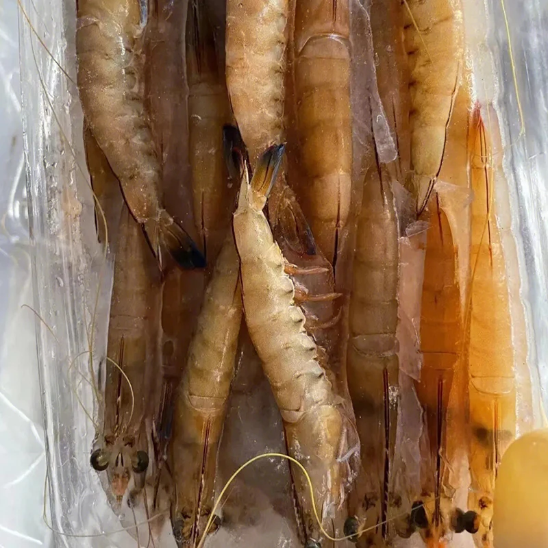 Wholesale Frozen Hoso Black Tiger Shrimp Iqf Block Packing 1.3 Kg/tray ...