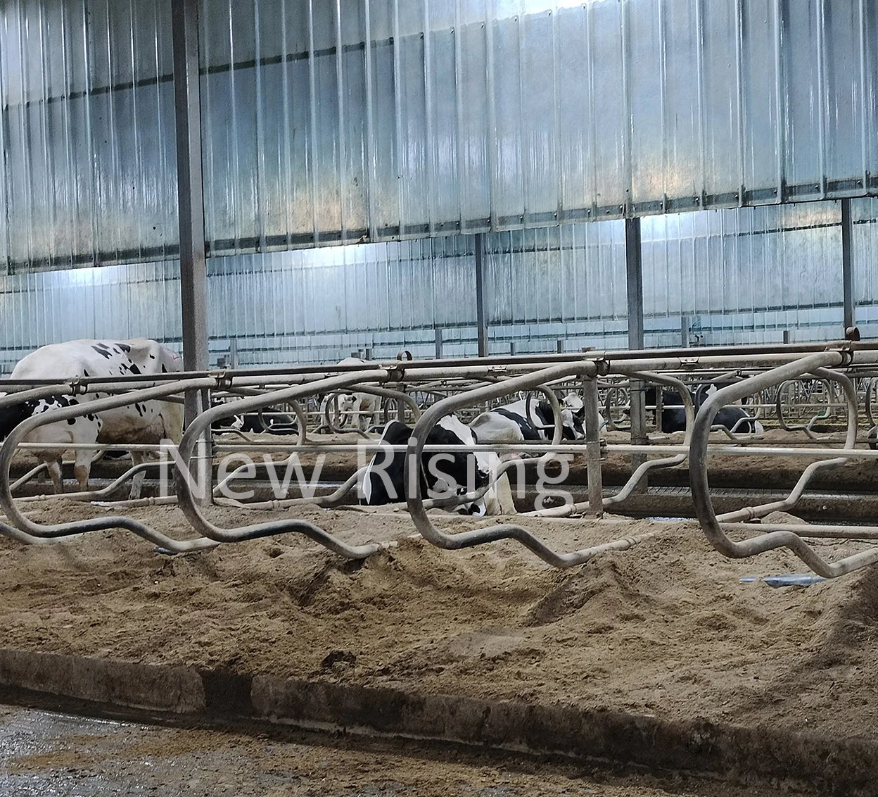 Galvanized Steel Cubicle Cow Managing System Free Stall for Barn Dairy ...