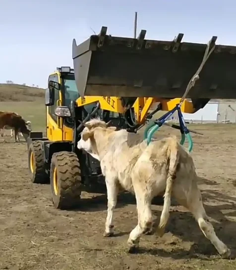 Cow Cattle Lifting With Hip Clamp/high Quality Cow Lift Sling Assisting ...