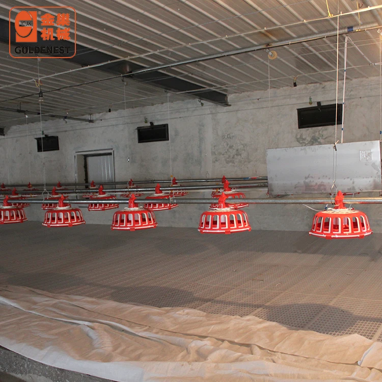 Poultry Automatic Feeding System - Efficient & Reliable