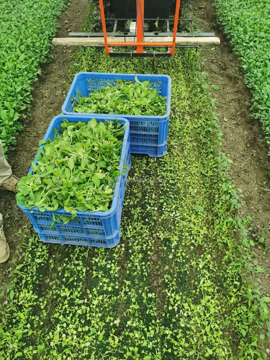 ANON Self-Propelled Vegetable Cutting & Harvesting Machine for Lettuce ...