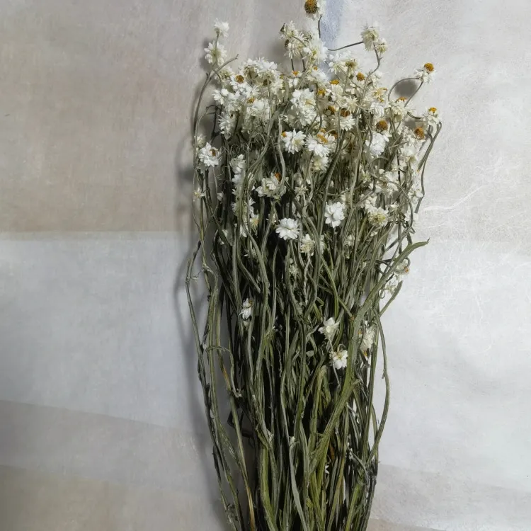 White Daisy Winged Everlasting Plants - Dried Ammobium Alatum