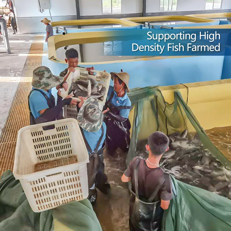 Small Ras System Recirculating Aquaculture for Fish Farm| Alibaba.com