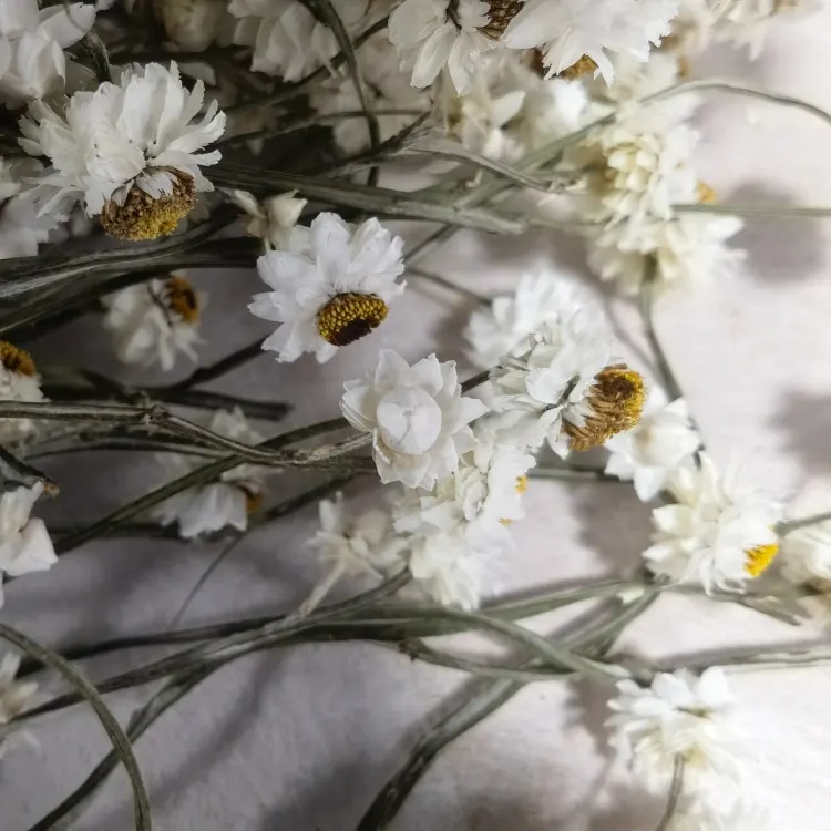 Natural Dried Ammobium Alatum Flower For Home Decor & Weddings