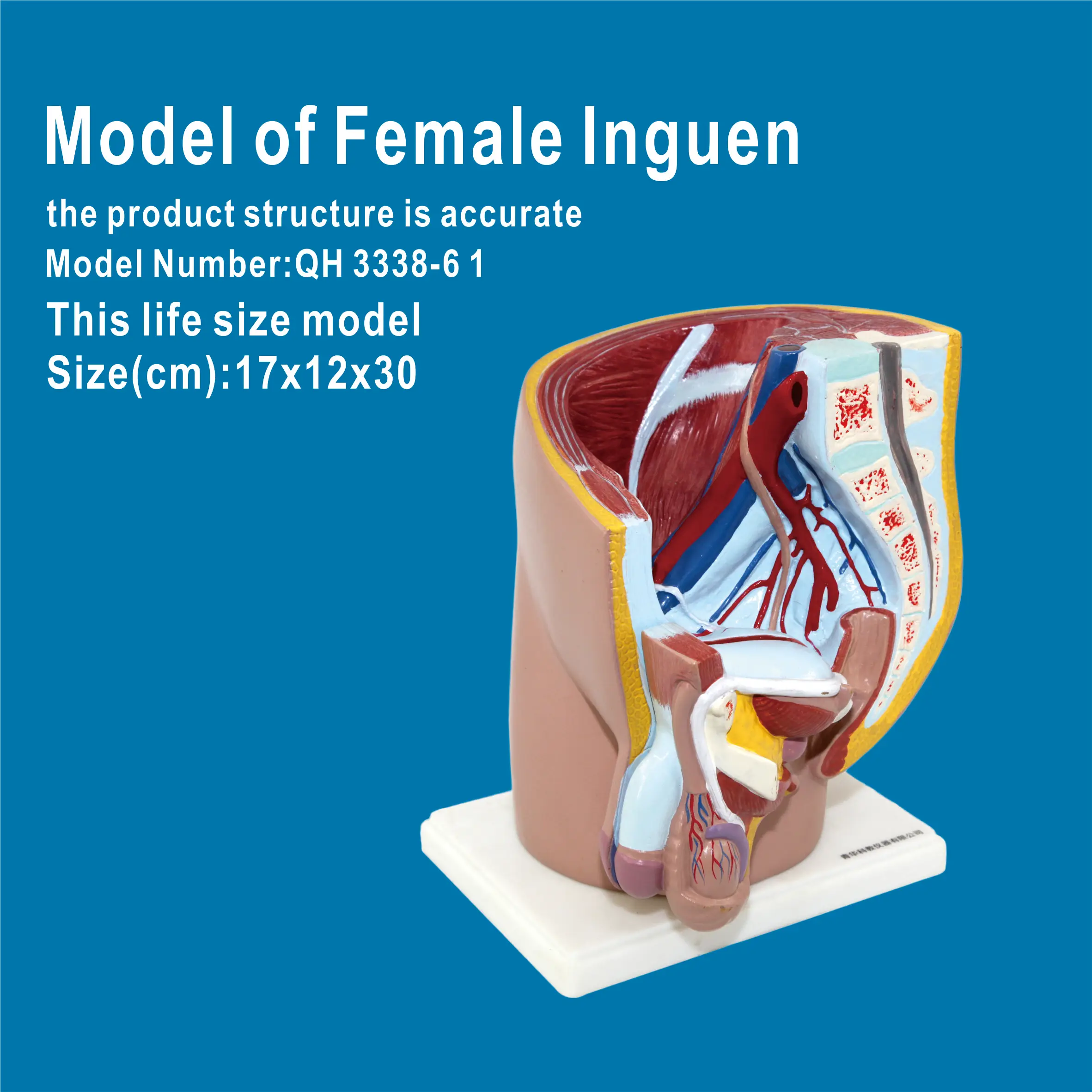 Modelo anatómico de Pelvis para hombre, modelo humano masculino de ...