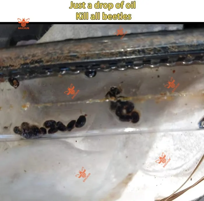 1 Unit Plastic Beetle Blaster Beehive Beekeeping Tools, Small Hive Trap ...