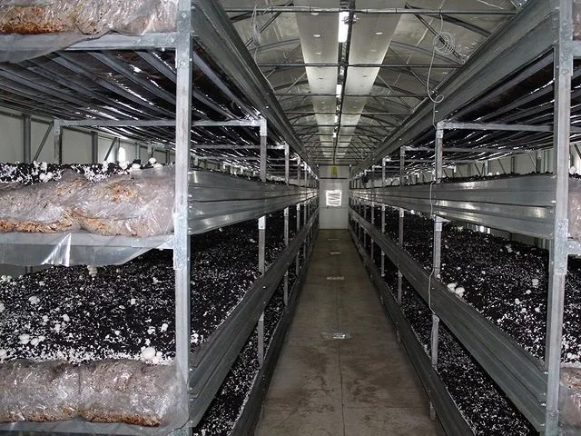 Mushroom Container Growing Equipment Farming Shipping Container Farm ...