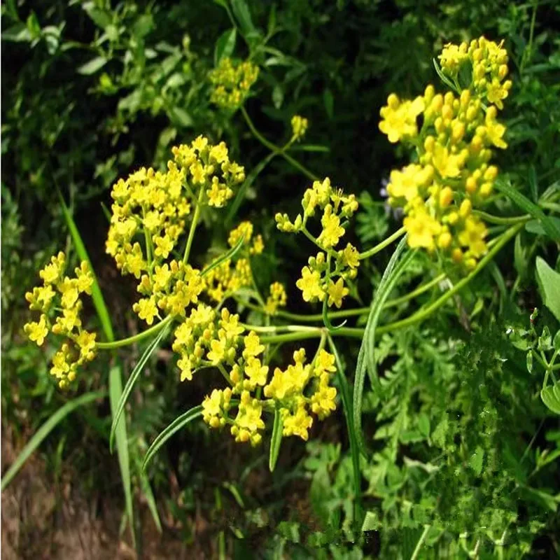 High Quality Bupleurum Extract Bupleurum Extract Powder 20/1 Injection ...