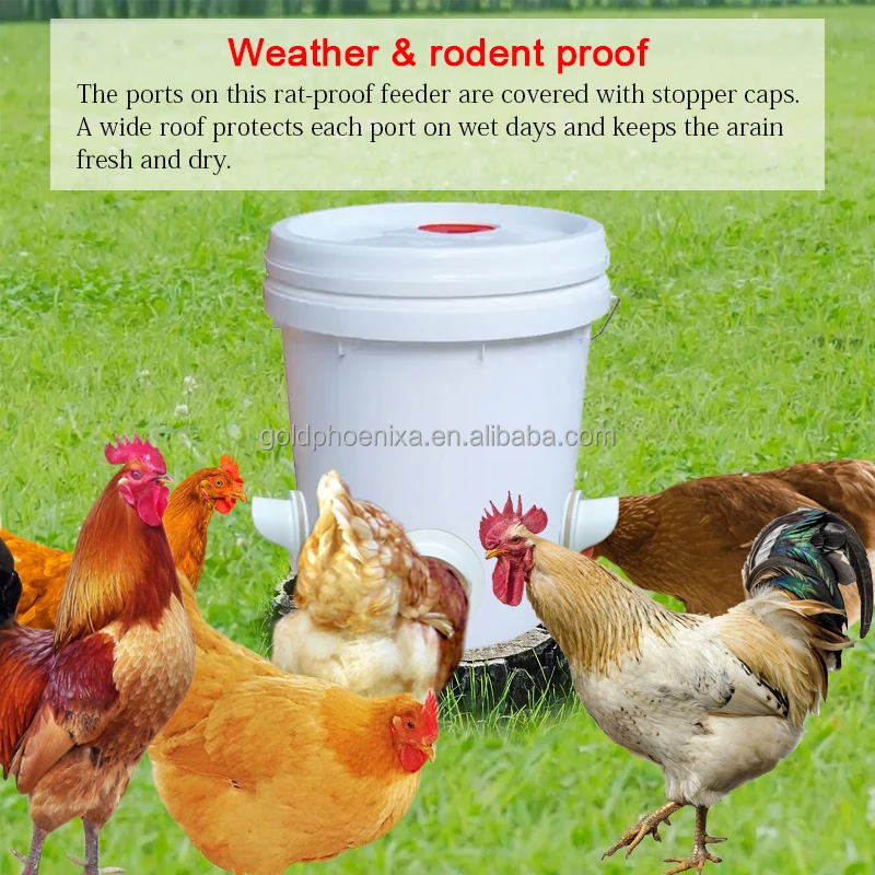 Rain Proof Poultry Feeder - Automatic Feeding Solutions