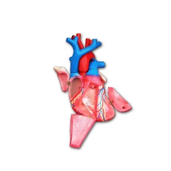 Life Size Anatomical -human Heart Model/pvc Heart Medical Model - Buy ...