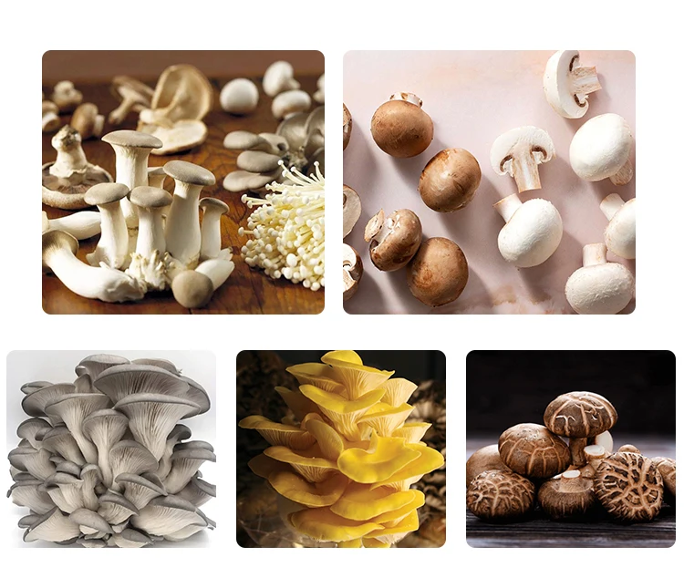 Mushroom Liquid Spawn Inoculation Machine Mushroom Cultivation Machine ...