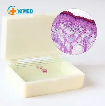 100pcs Human Microphotograph Histology Prepared Slides Set Specimens ...