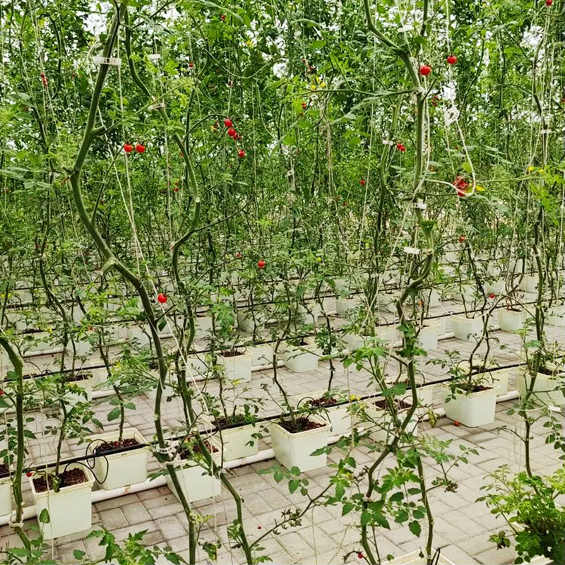 Hydroponic Dutch Bucket System 24L Dutch Bato Bucket System Tomato ...