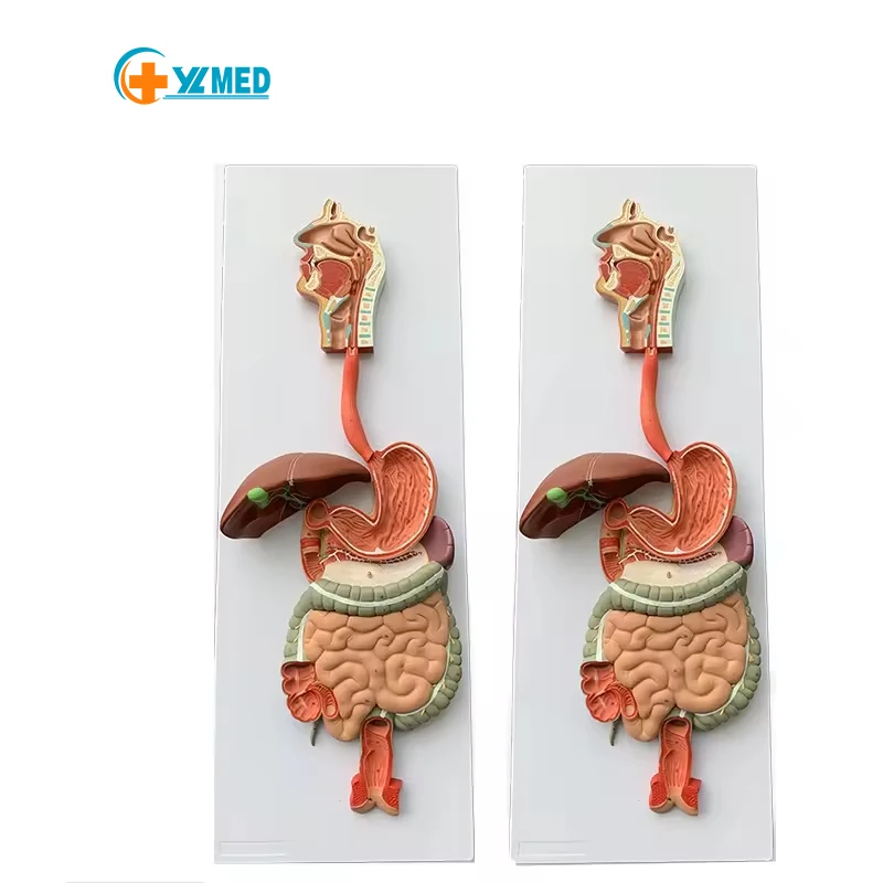 Medical Science Human Digestive System Model Digestive Tract Stomach ...
