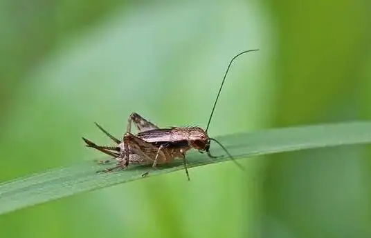 High Nutrition Polvo De Grillo - Food Grade Cricket Flour