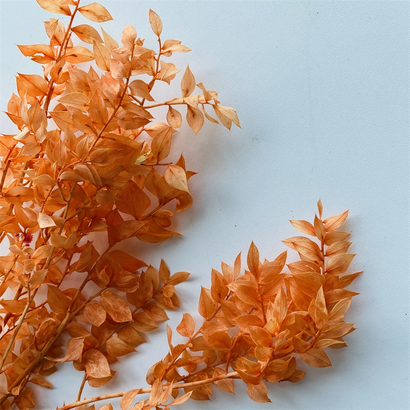 Dried Natural Flower Preserved Dracaena Sanderiana Leaves Ruscus For ...