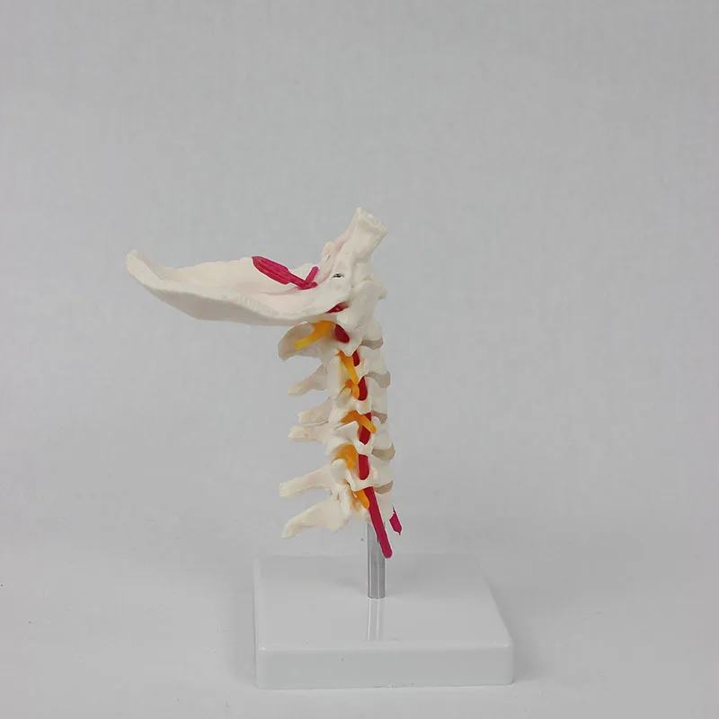 Medical Science Human Cervical Joint Model Series Model for Students to ...