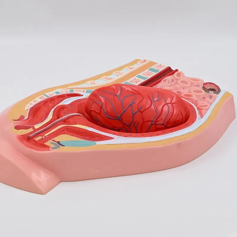 Medical Female Pelvic Anatomy Model With Placenta Model| Alibaba.com
