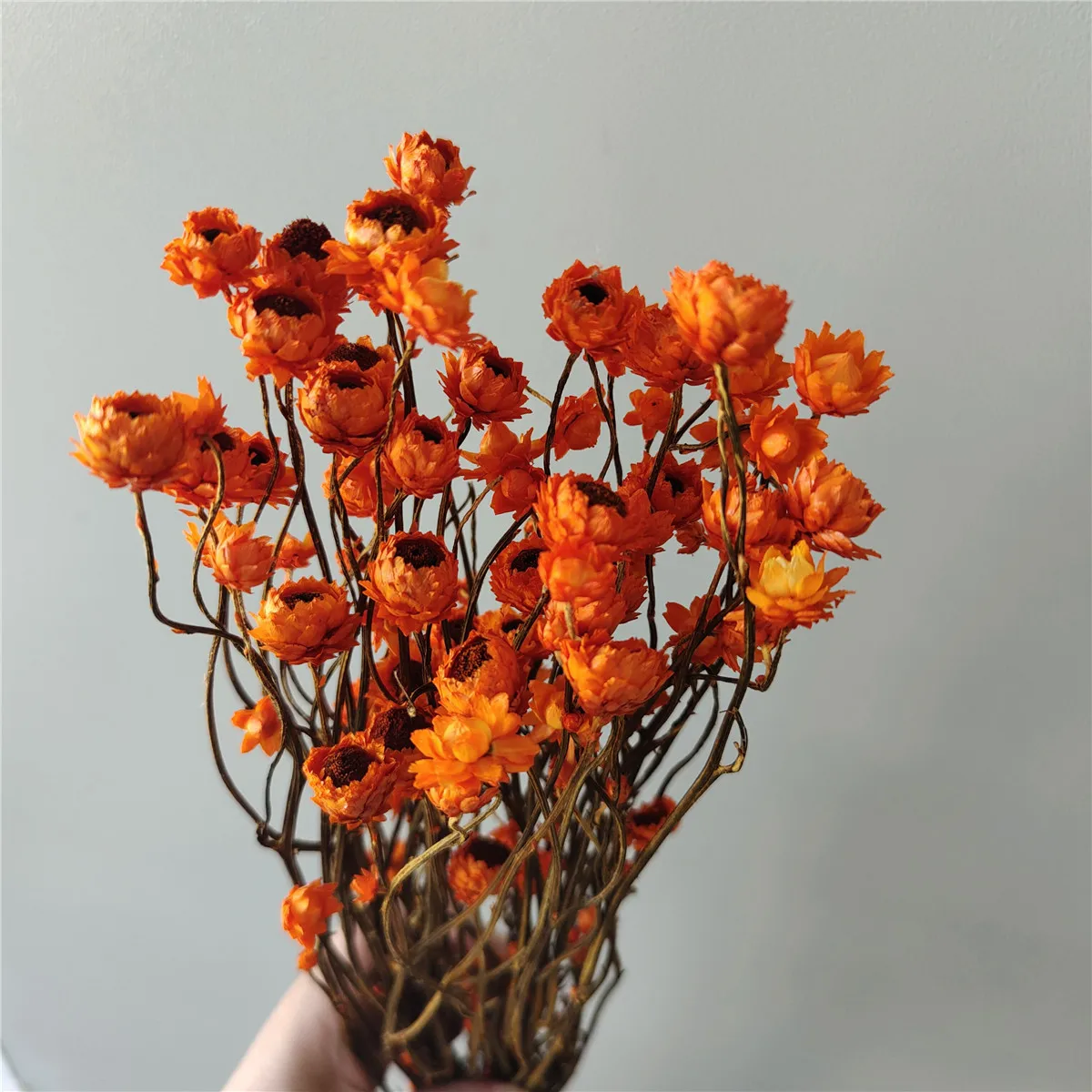 White Daisy Winged Everlasting Plants - Dried Ammobium Alatum