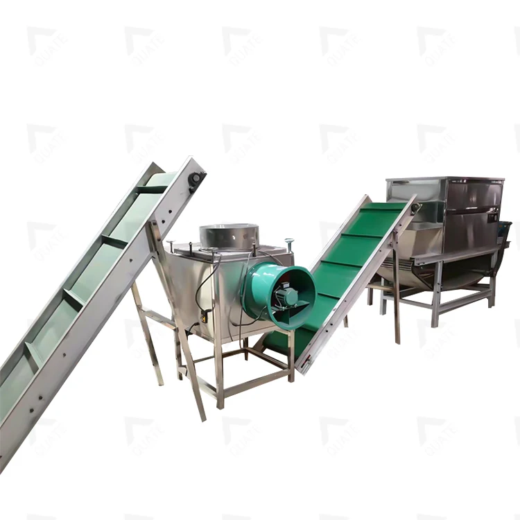 Efficient Garlic Peeling with Automatic Processing Equipment