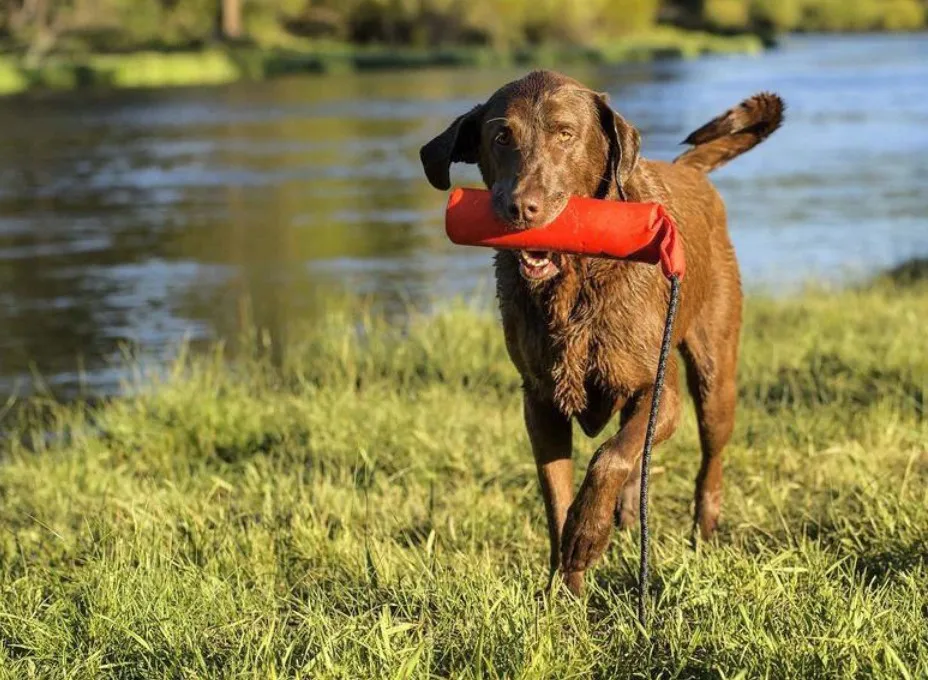 Canvas Dog Dummy Bumper Training Floating Bite Toy